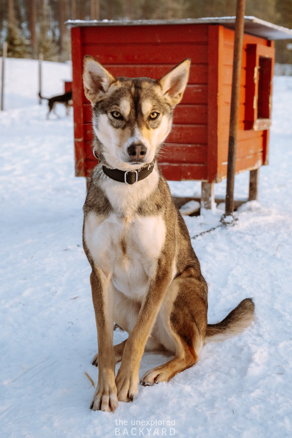 One Week In Finnish Lapland - The Ultimate Winter Itinerary! - The ...